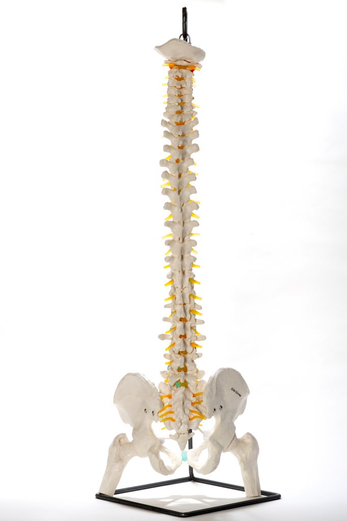 Dorn-Methode, Dorn-Therapie, Breuss-Massage Seminare Sven Koch ...